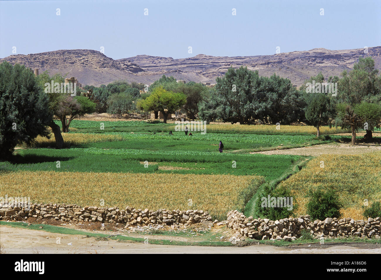 Fields of mixed crops irrigated by pump wells Farawah north Yemen ...