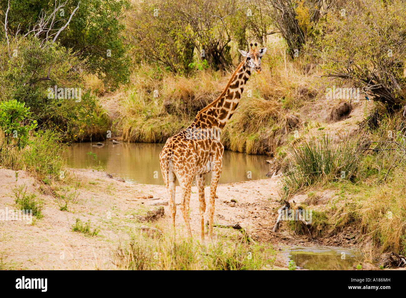 Masai Giraffe in the savannah Masai Mara National Nature Reserve Kenya ...
