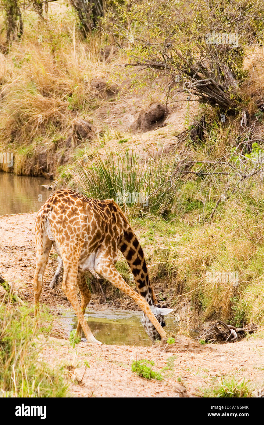 Giraffe drinking from pool in the savannah Masai Mara National Nature ...