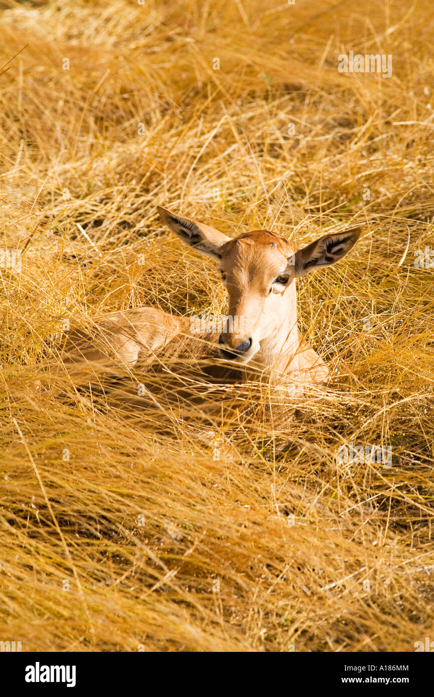 Topi calf resting in tall grass in the savannah Masai Mara National ...