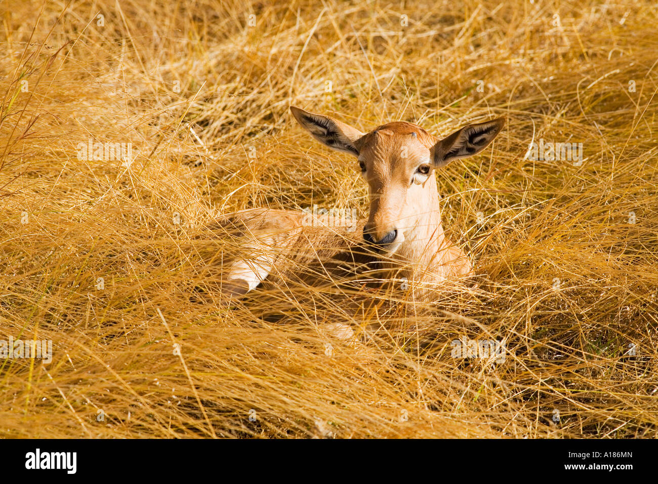 Topi calf resting in tall grass in the savannah Masai Mara National ...