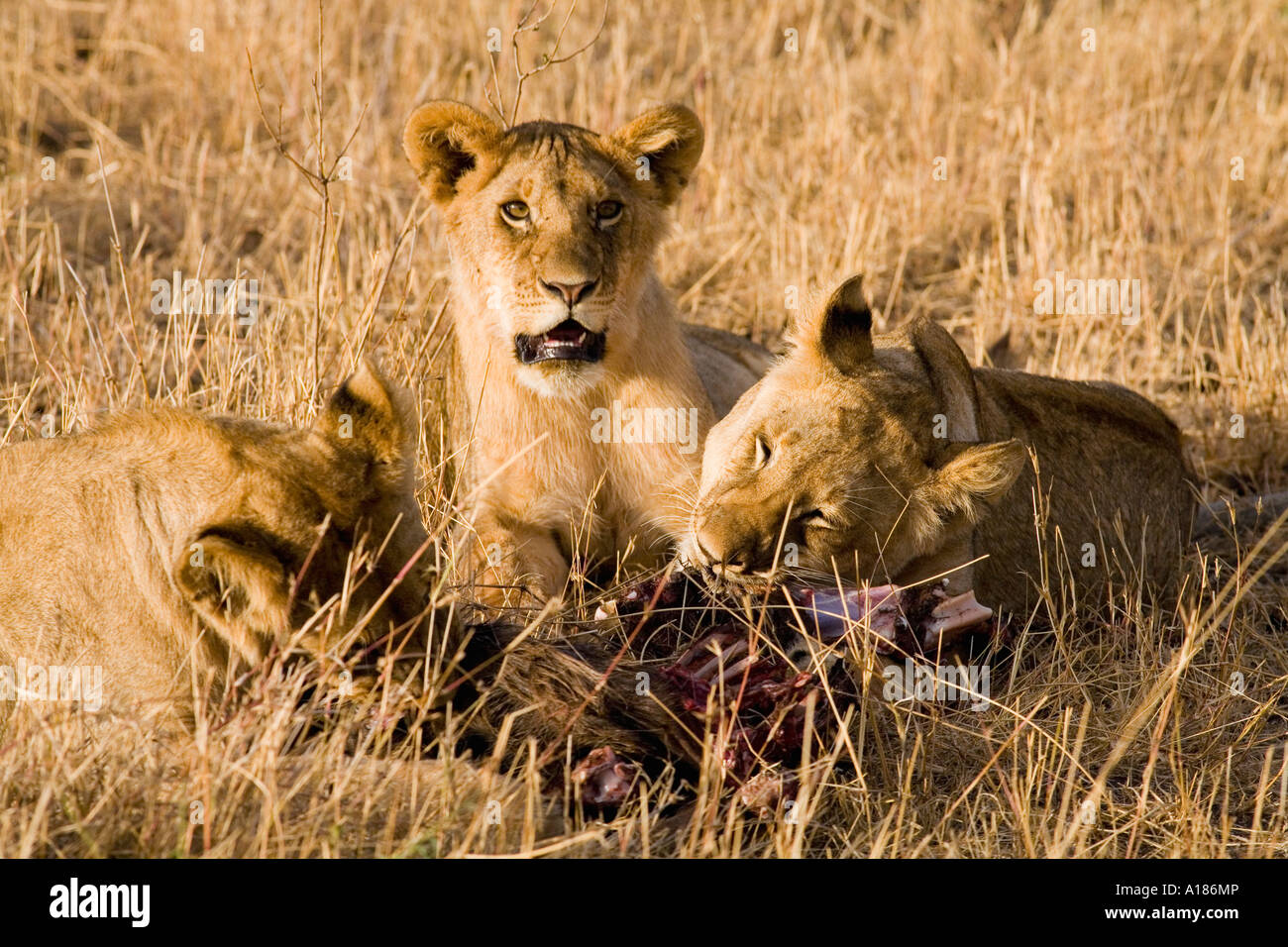 Lion eating prey hi-res stock photography and images - Alamy