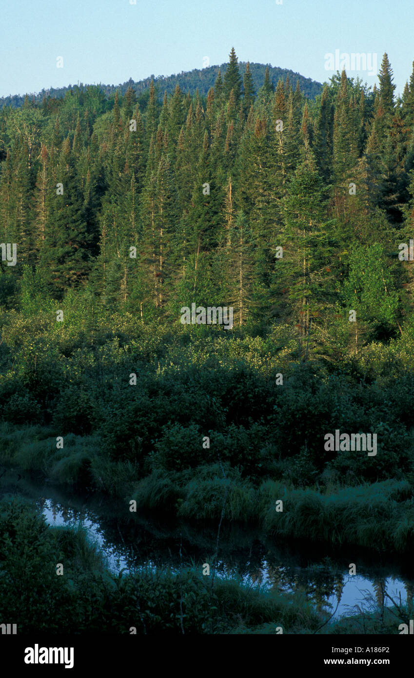 Granby VT A bog and boreal forest on land currently owned by Hancock ...