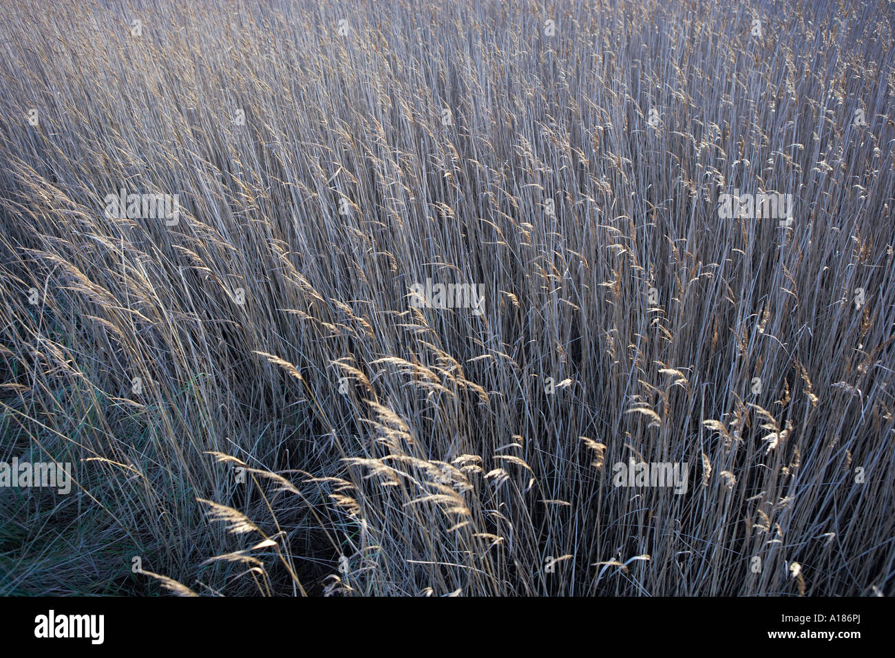Reed bed texture hi-res stock photography and images - Alamy