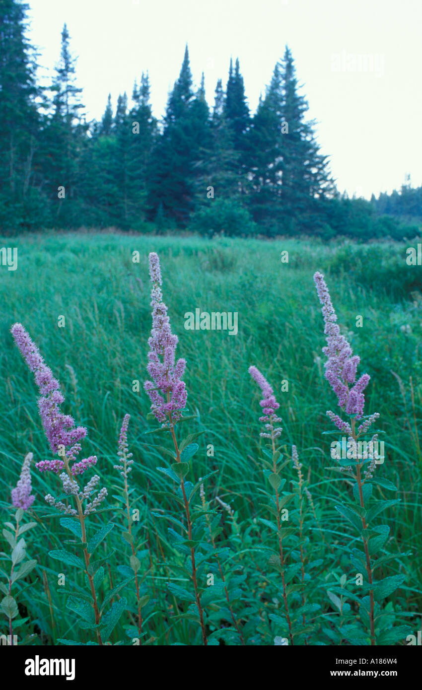 Granby VT Steeplebush blooms on land currently owned by Hancock Timber ...