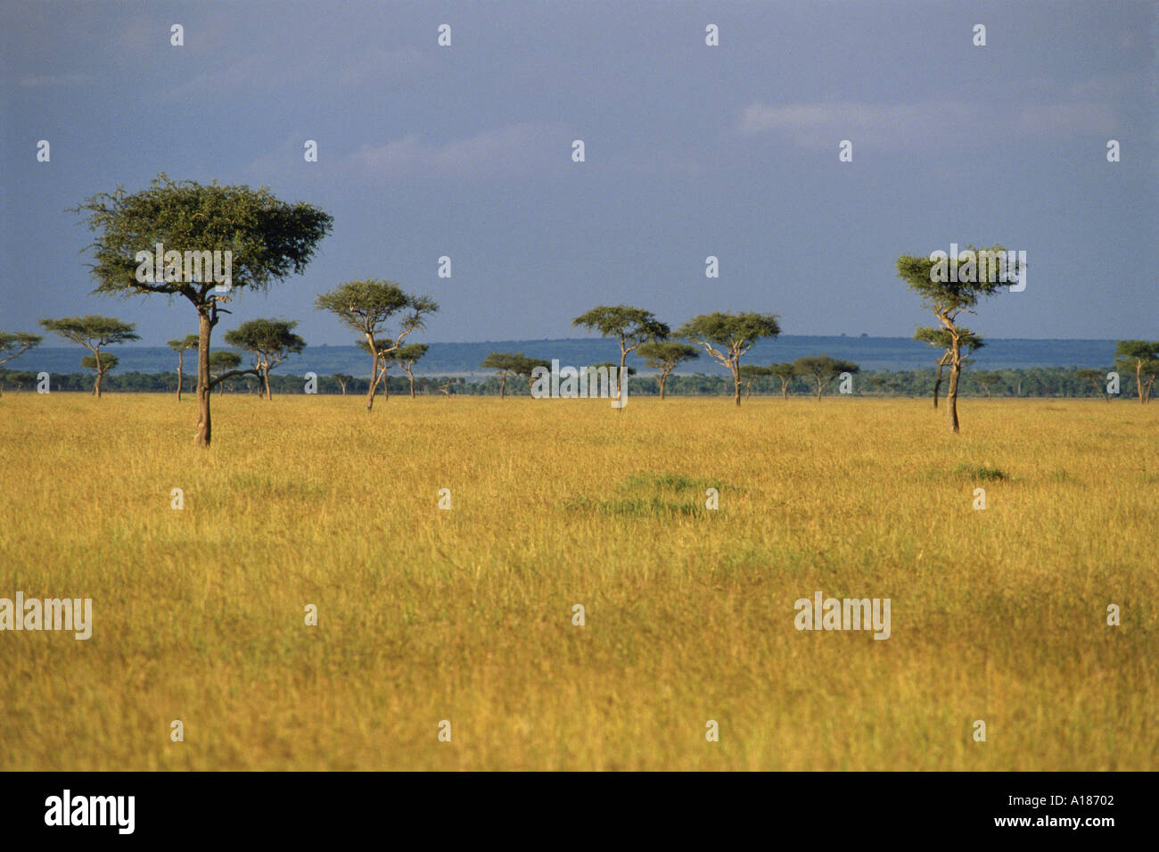 Masai Mara landscape Kenya Africa Robert Harding Stock Photo - Alamy