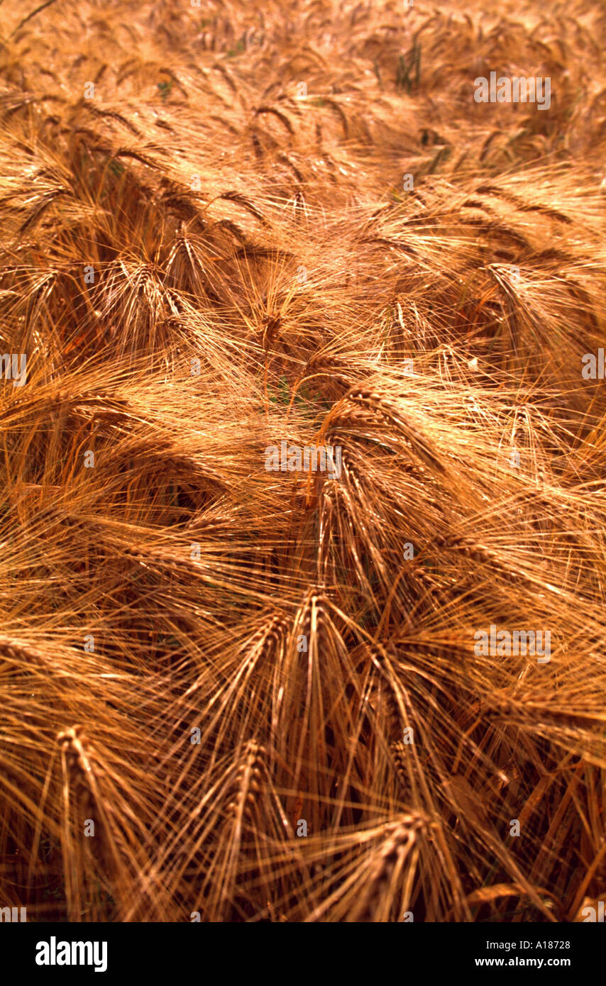 Robert harding hi-res stock photography and images - Alamy