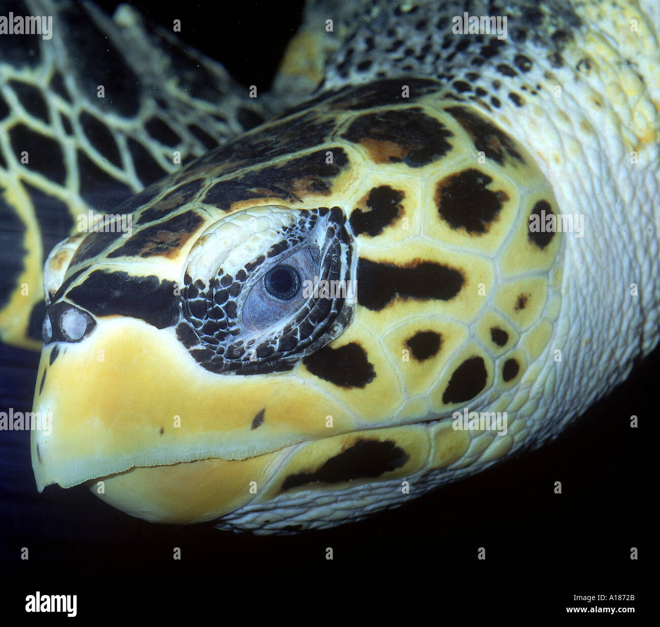 Hawksbill Turtle valued for its shell Red Sea Sudan F J Jackson Stock ...