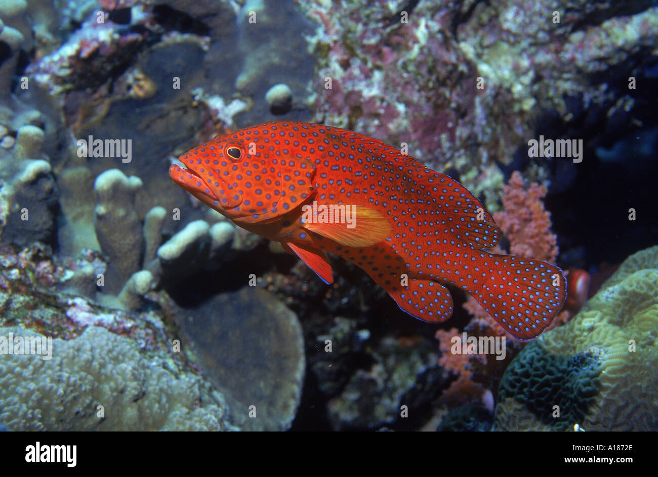 Coral trout cephalopholis miniata hi-res stock photography and images ...