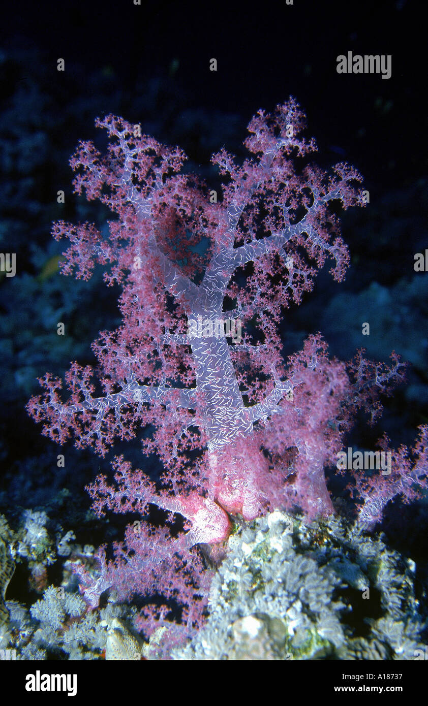 Soft Tree Coral Jessie Beazley Reef Sulu sea Palawan Philippines F J ...