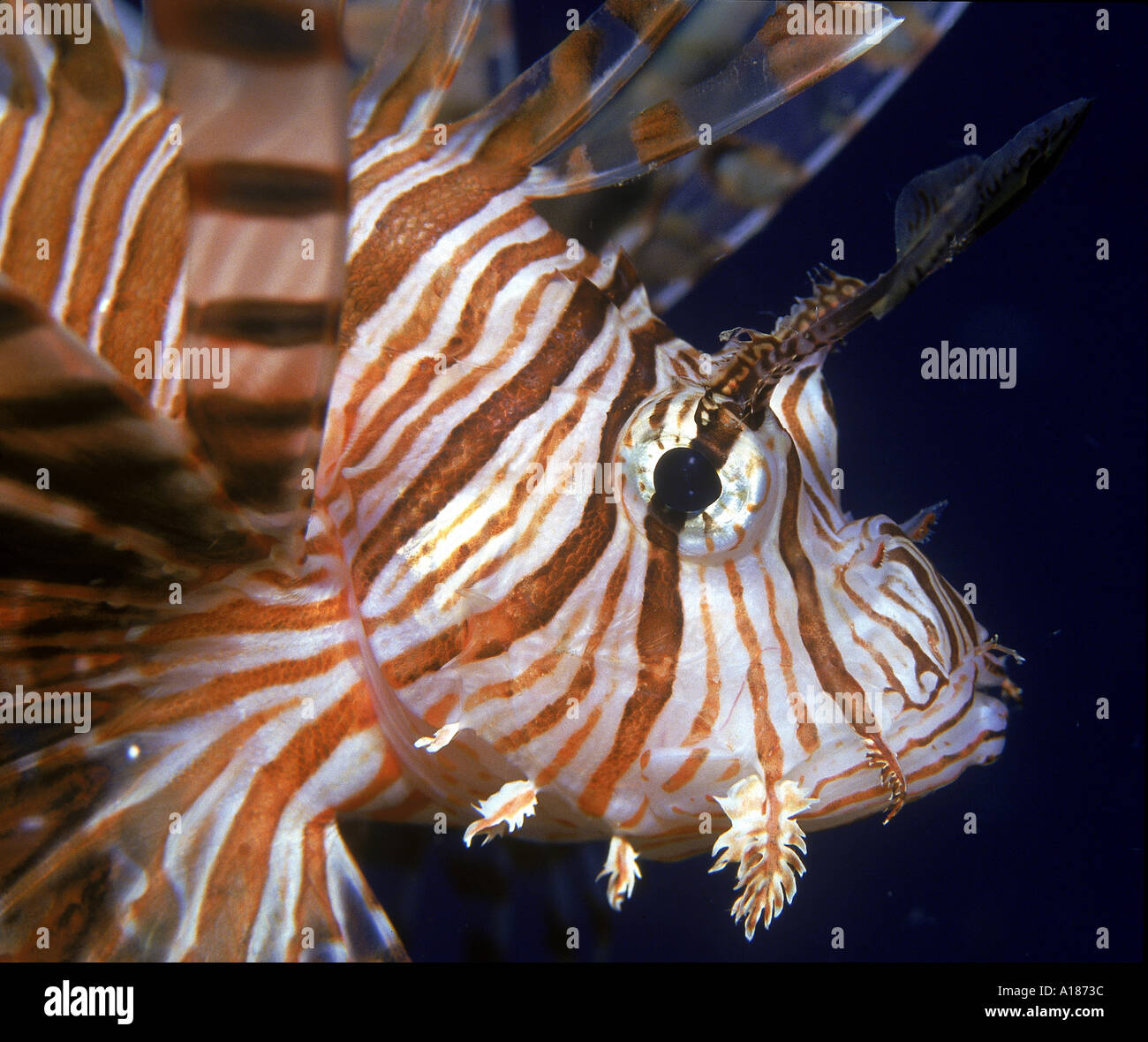 Eyes fish lionfish hi-res stock photography and images - Alamy