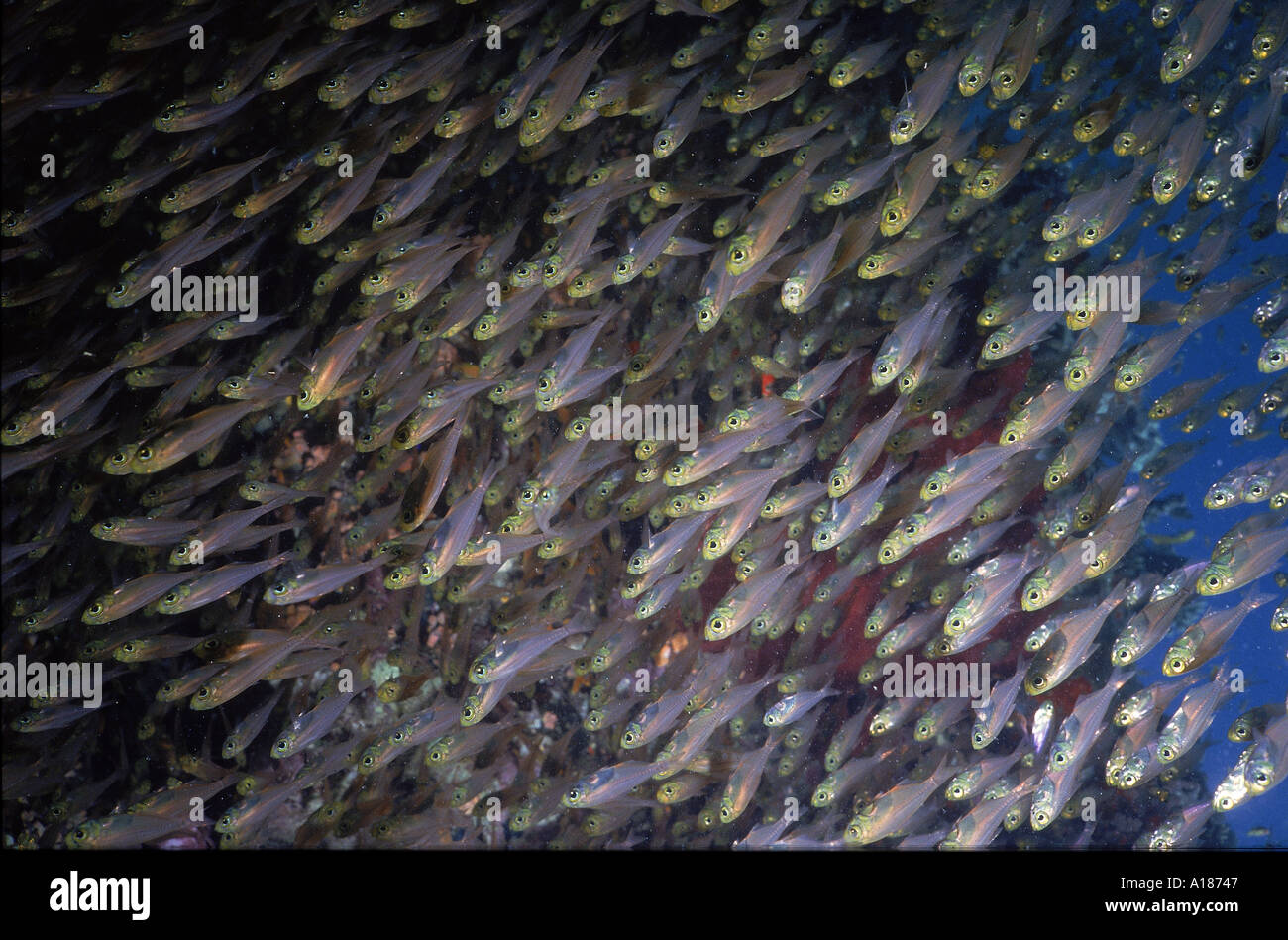 Large Shoal of Sweepers Red Sea J Jackson Stock Photo - Alamy
