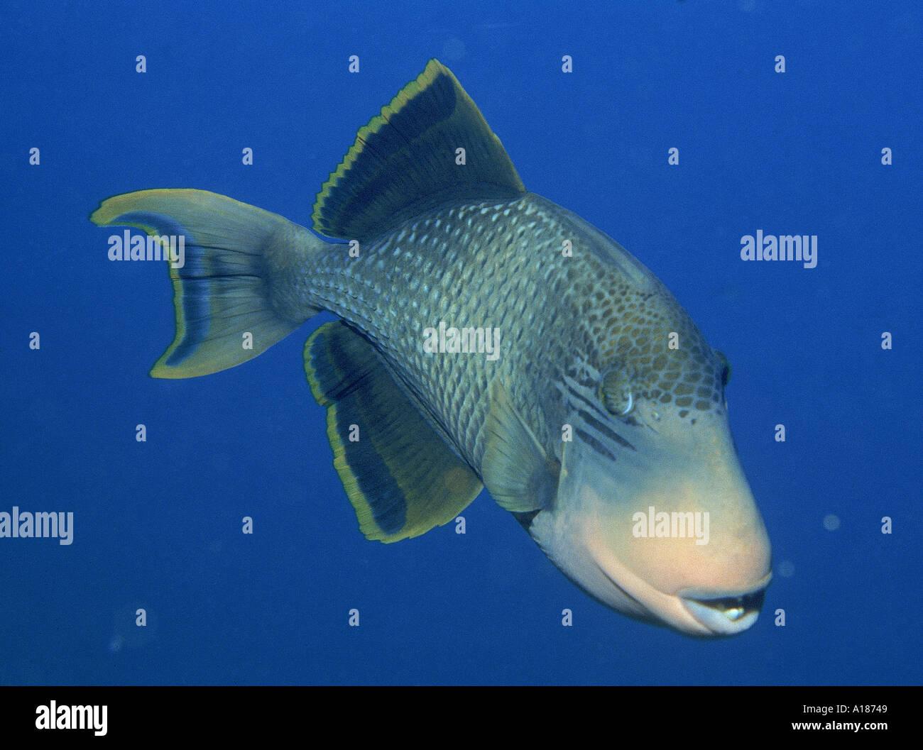 Yellowmargin Triggerfish J Jackson Stock Photo - Alamy