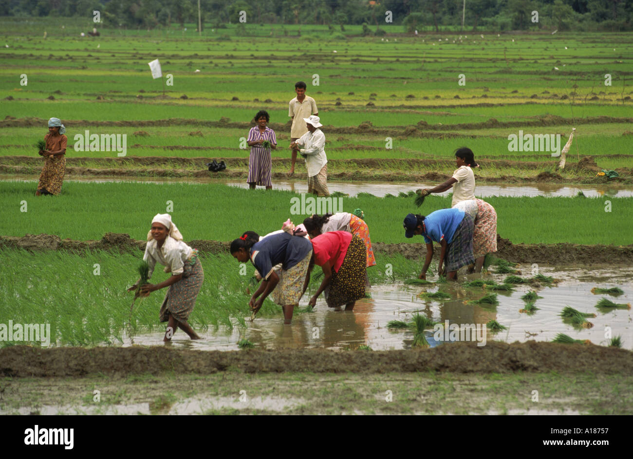 Women planting rice crop in paddy fields in Sri Lanka Asia Robert ...