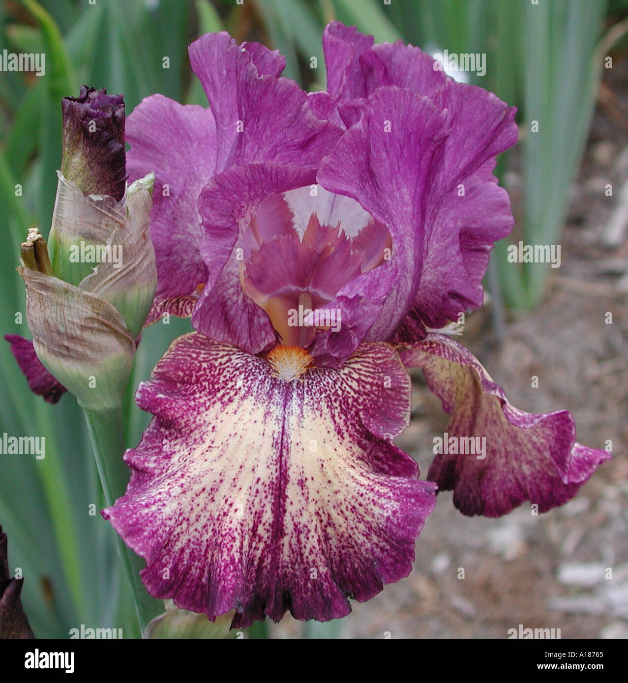 Purple iris flower with speckled white fall Stock Photo - Alamy
