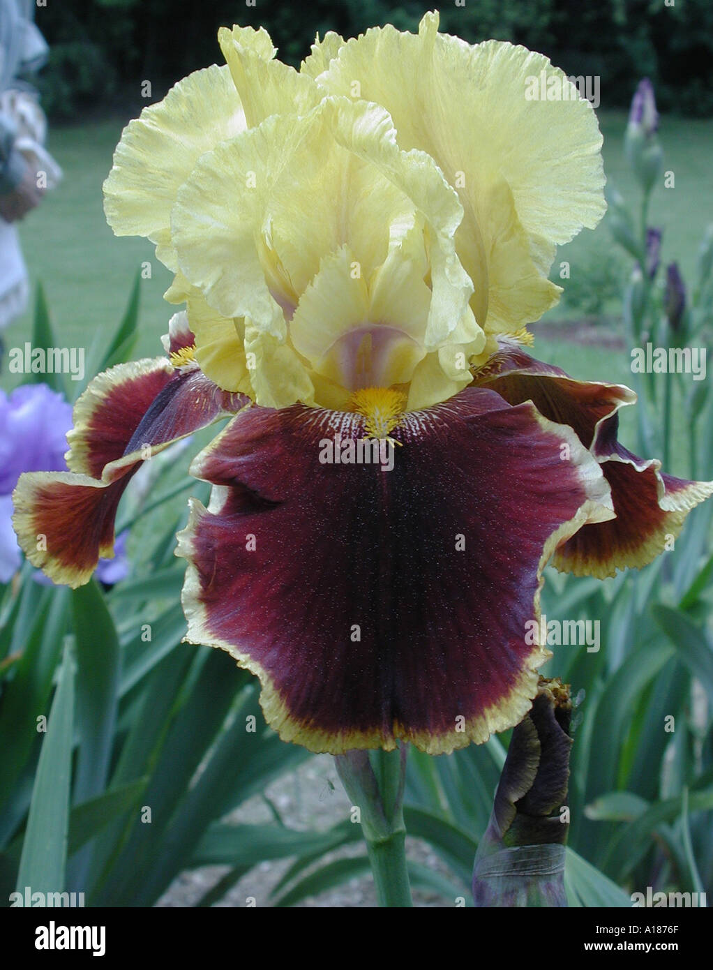 Yellow and maroon iris flower Stock Photo - Alamy