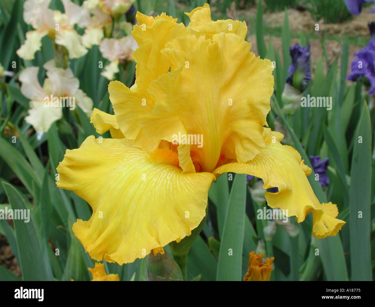 Gold iris flower hi-res stock photography and images - Alamy
