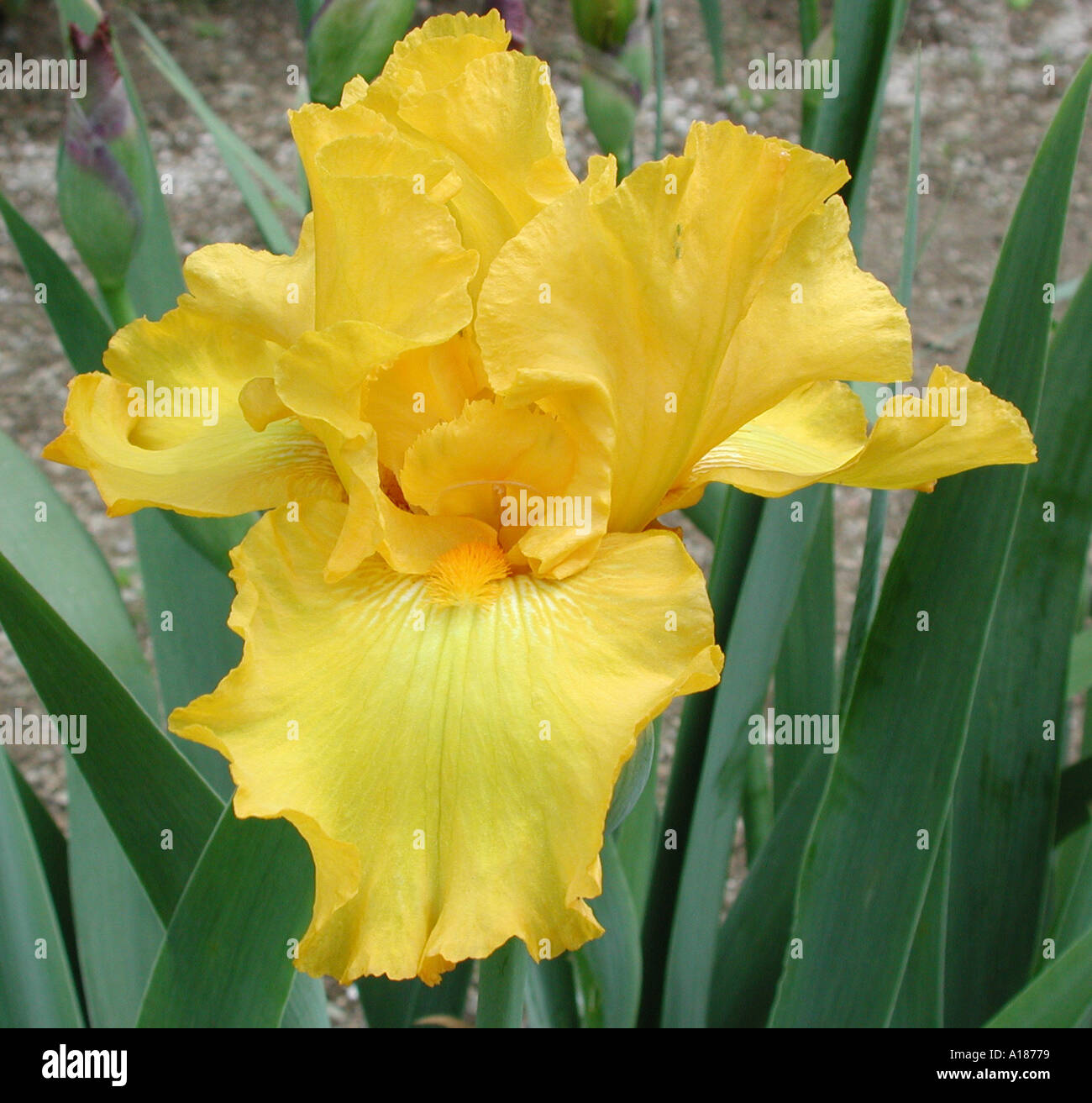 Gold iris flower hi-res stock photography and images - Alamy