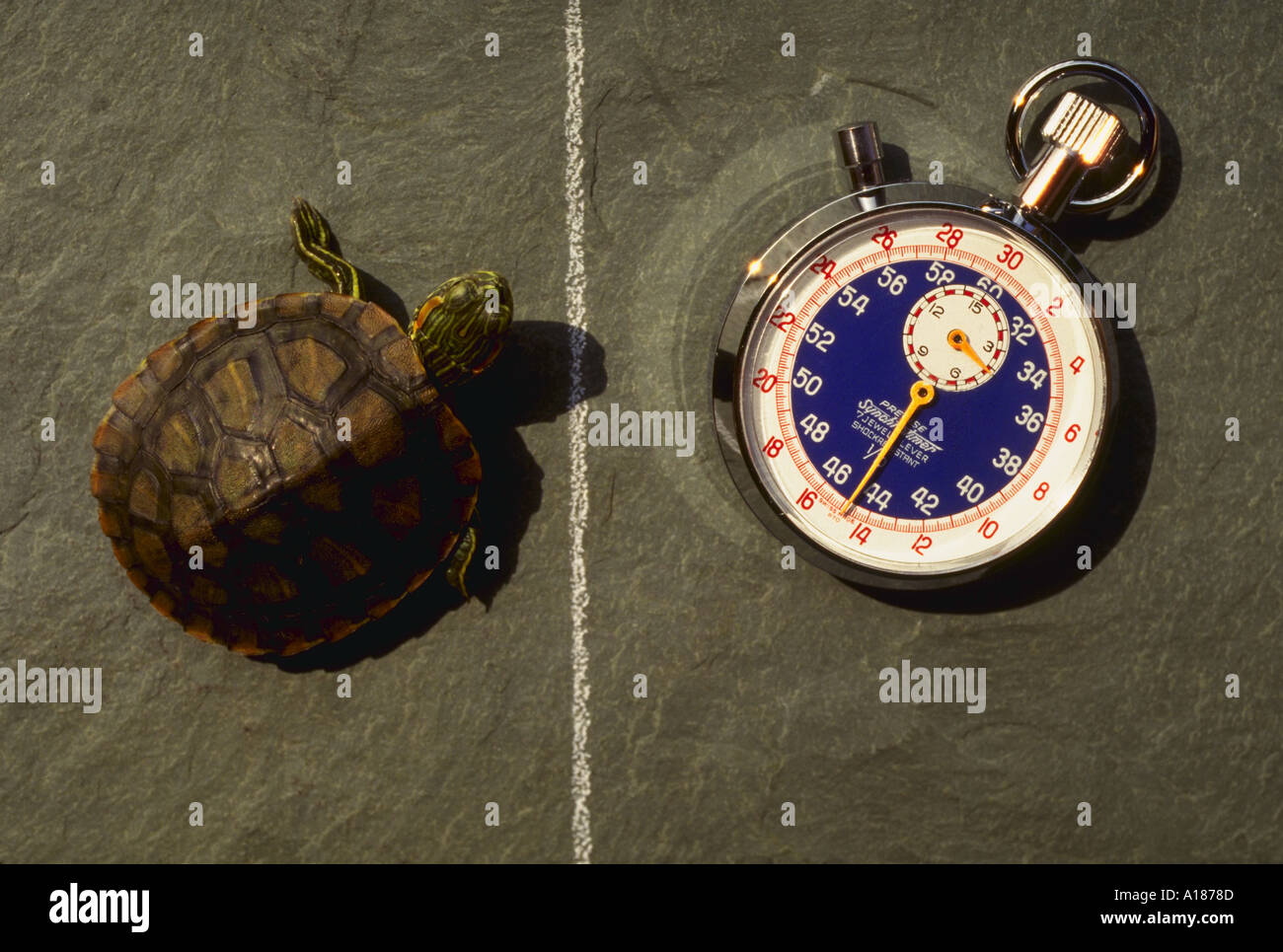 Turtle on starting line with stopwatch Stock Photo - Alamy