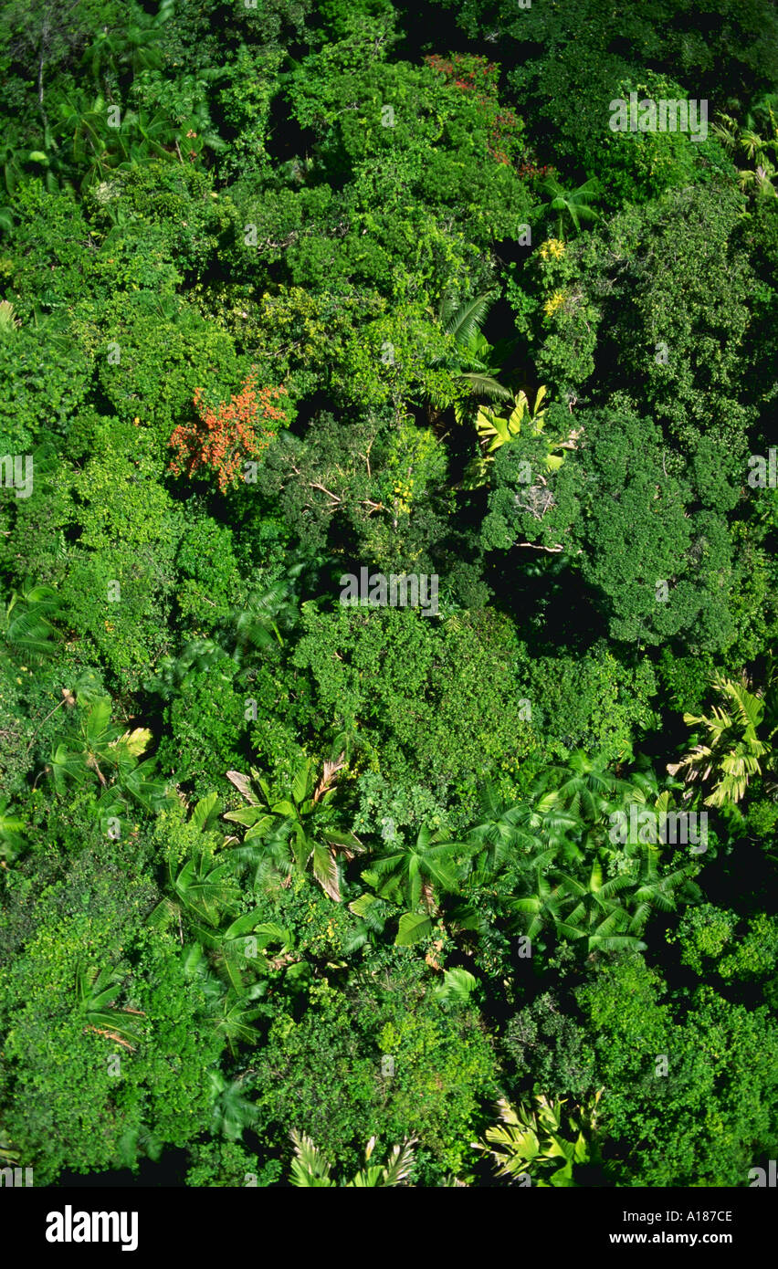 Aerial of the floodplain tropical rainforest in the Amazon estuary of ...