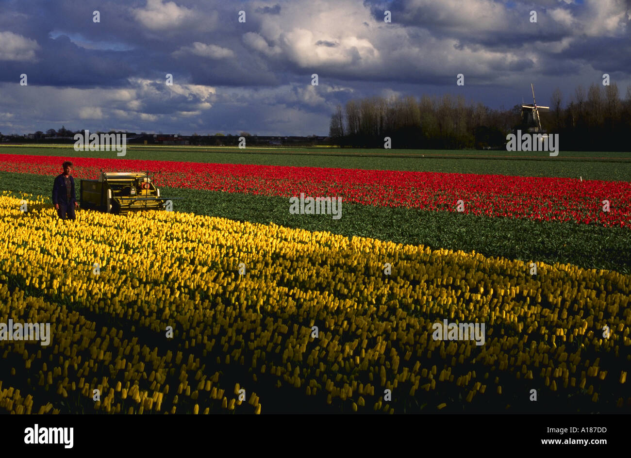 Machine being used in Holland to cut tulip flowers to favor bulb growth ...
