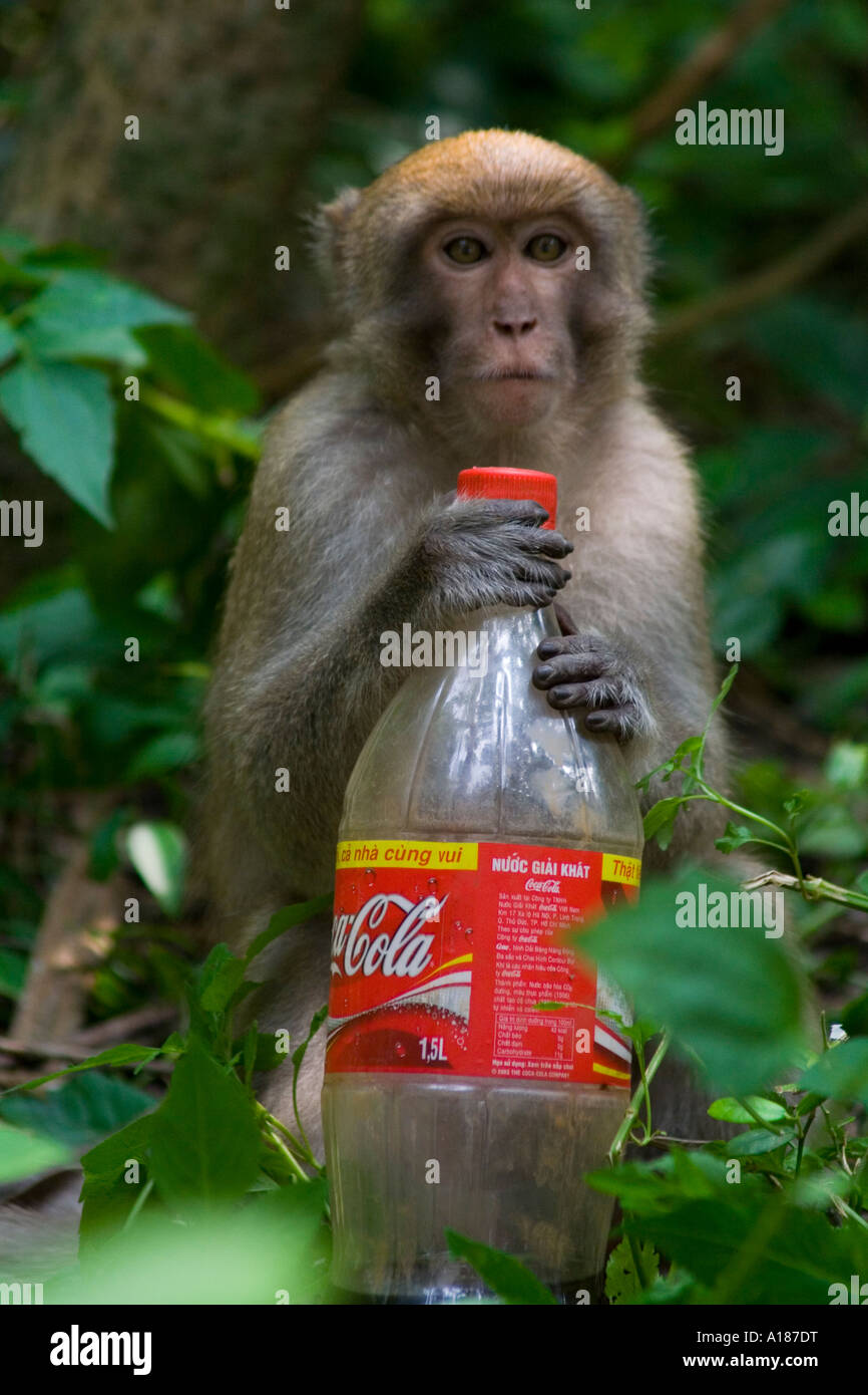 Red faced macaque hi-res stock photography and images - Alamy