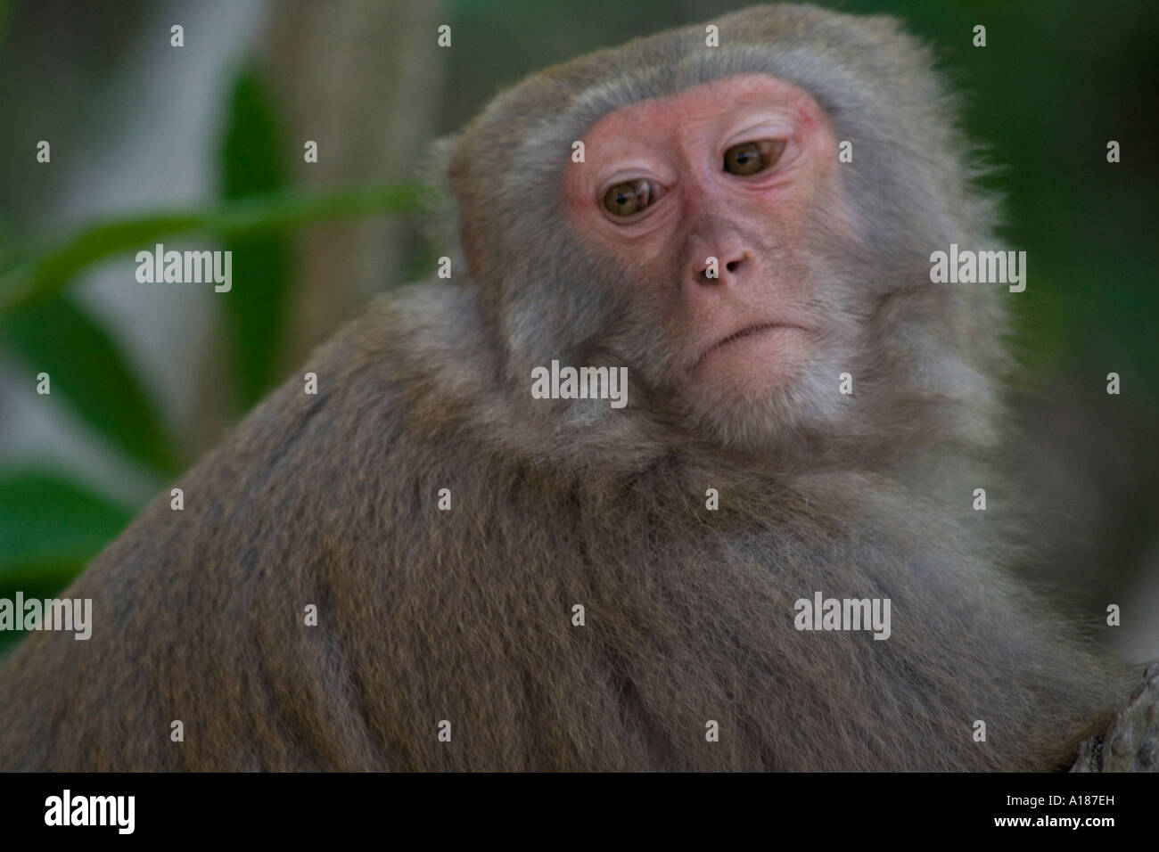 Red Faced Long Tailed Macaque Monkey Monkey Island Halong Bay Vietnam ...