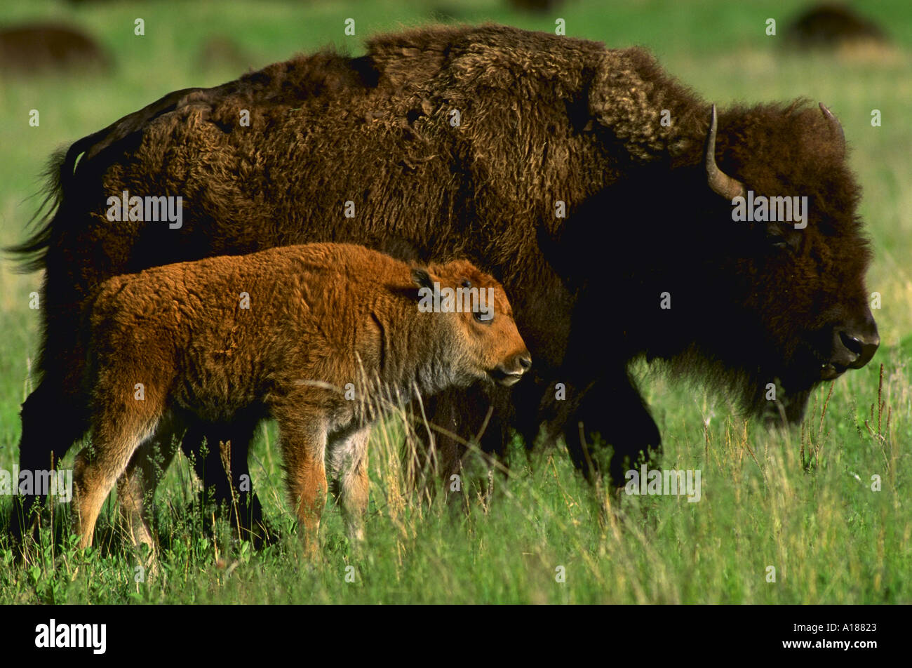 A Bison buffalo calf sticks close to is mother in Custer State Park ...