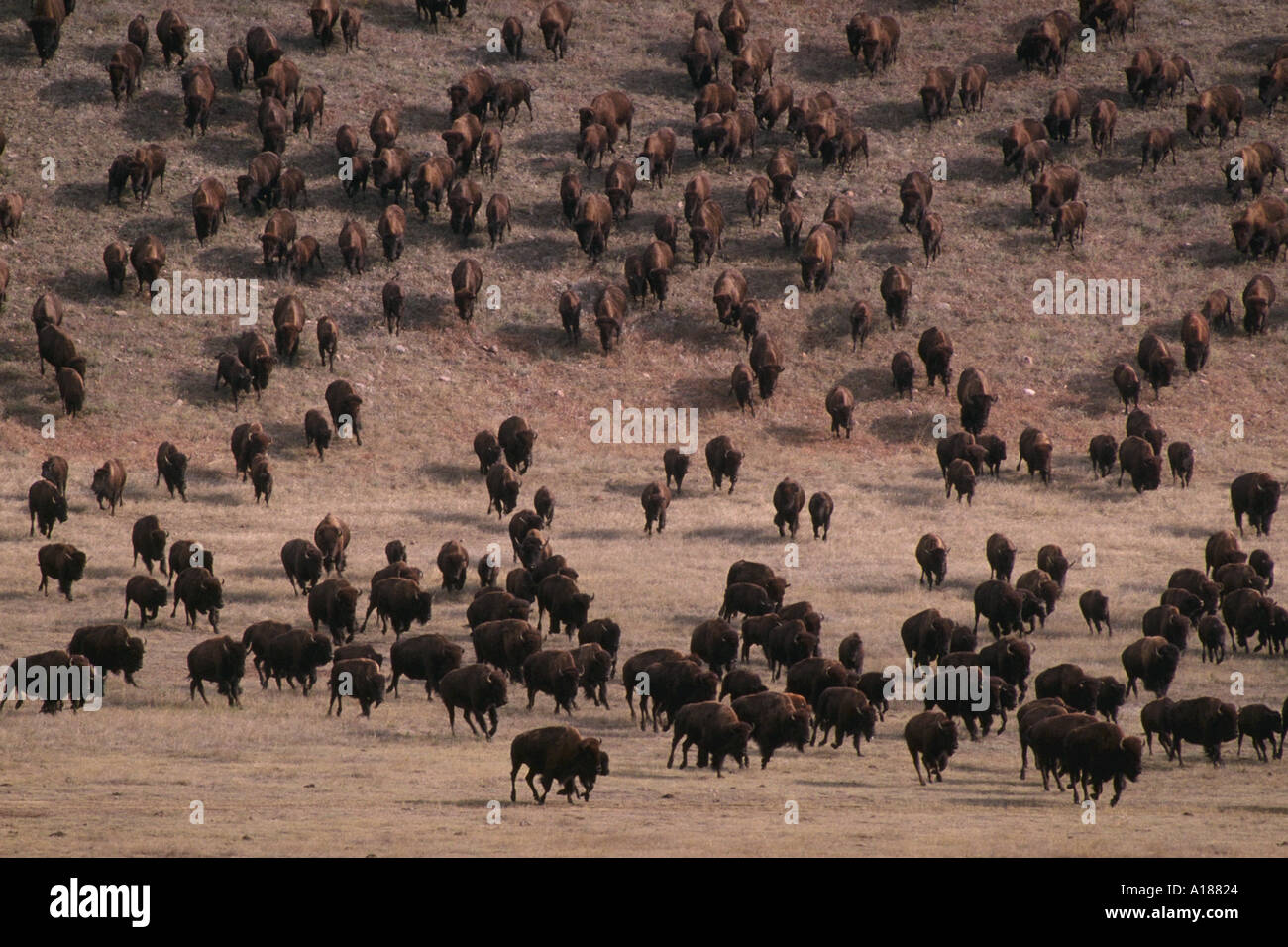 Stampede bison hi-res stock photography and images - Alamy
