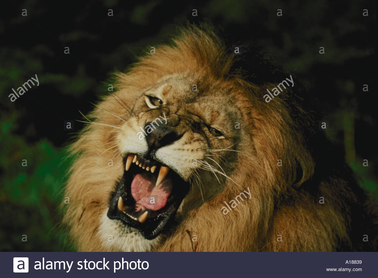 Animal Science Stock Photos & Animal Science Stock Images - Alamy