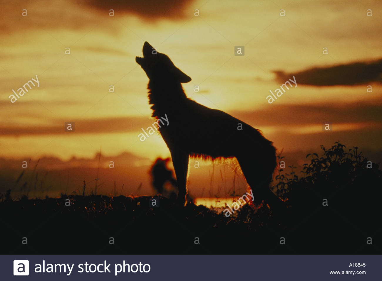 Wolf Howling Stock Photos & Wolf Howling Stock Images - Alamy