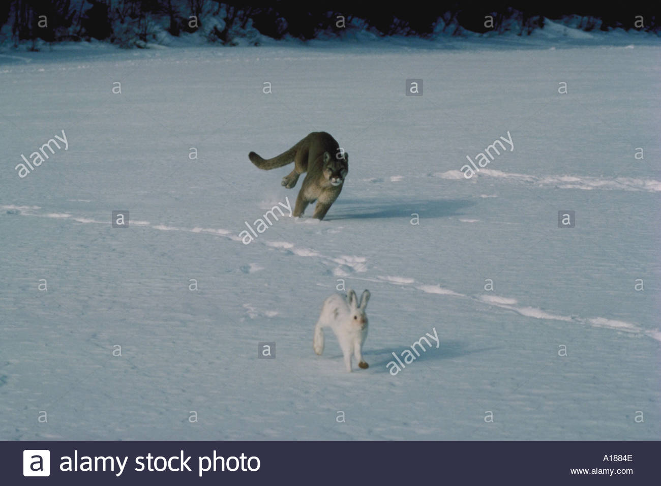 Rabbit Chasing Stock Photos & Rabbit Chasing Stock Images - Alamy