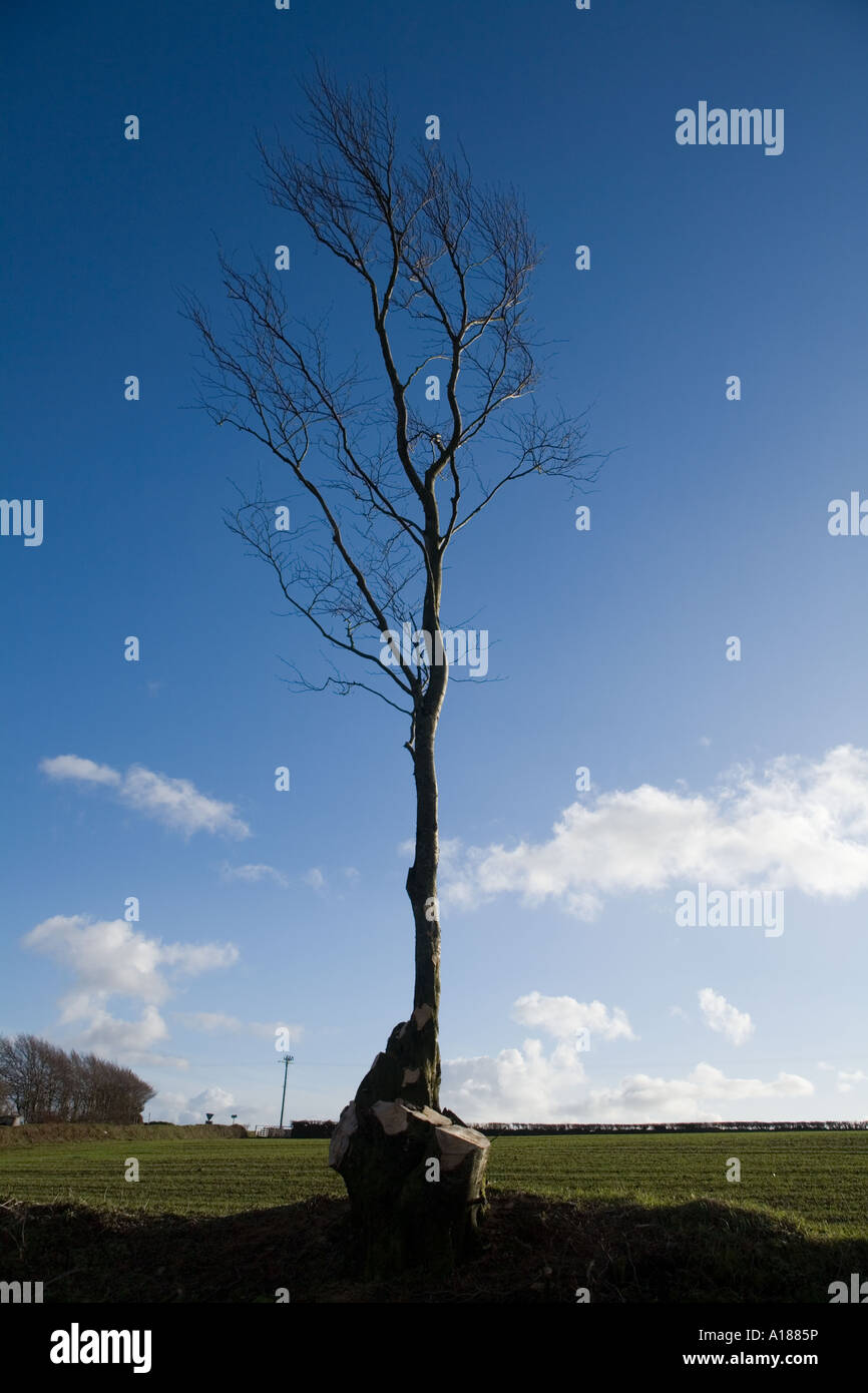 Lopped tree hi-res stock photography and images - Alamy