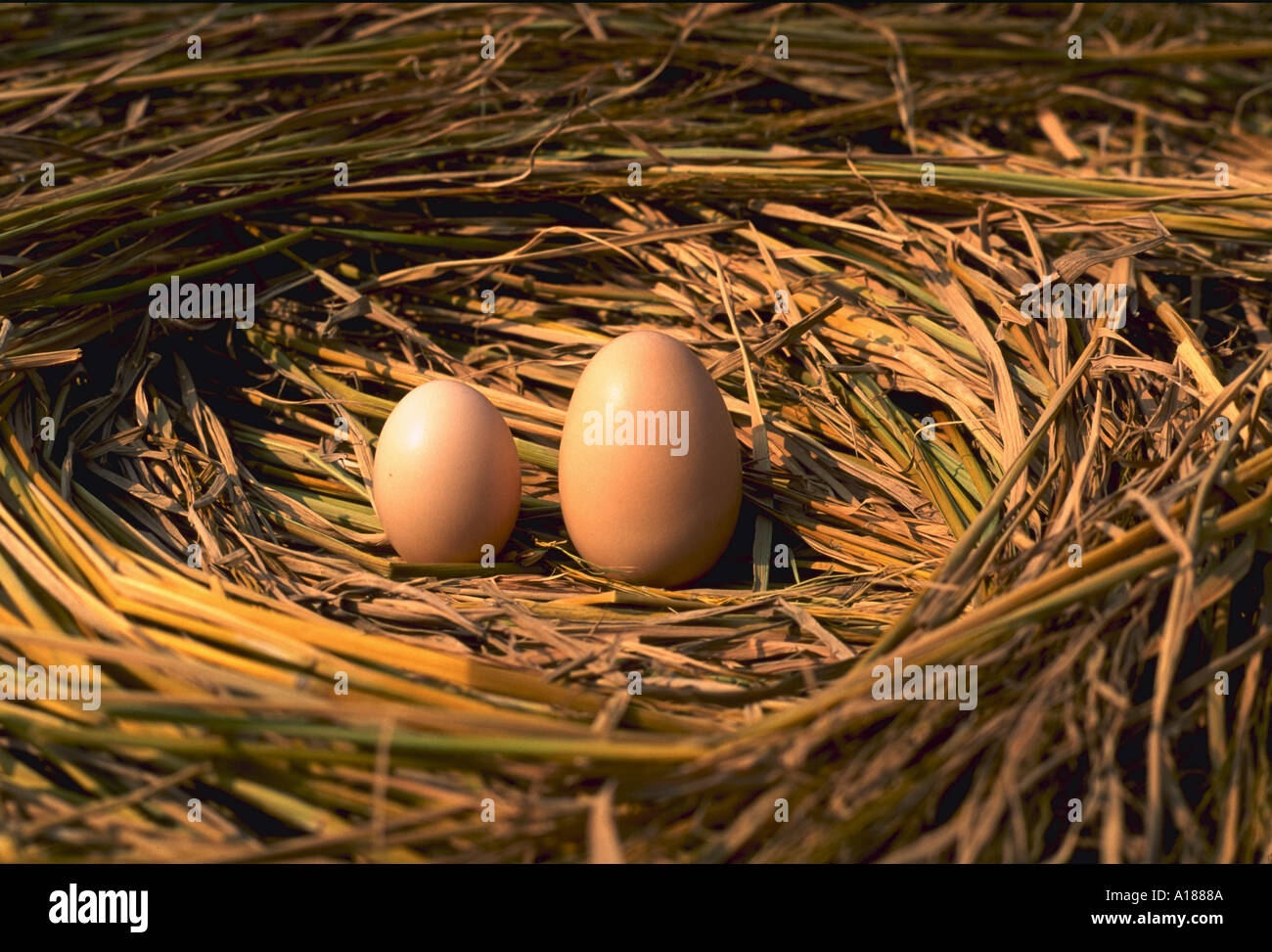 Two size of eggs hi-res stock photography and images - Alamy