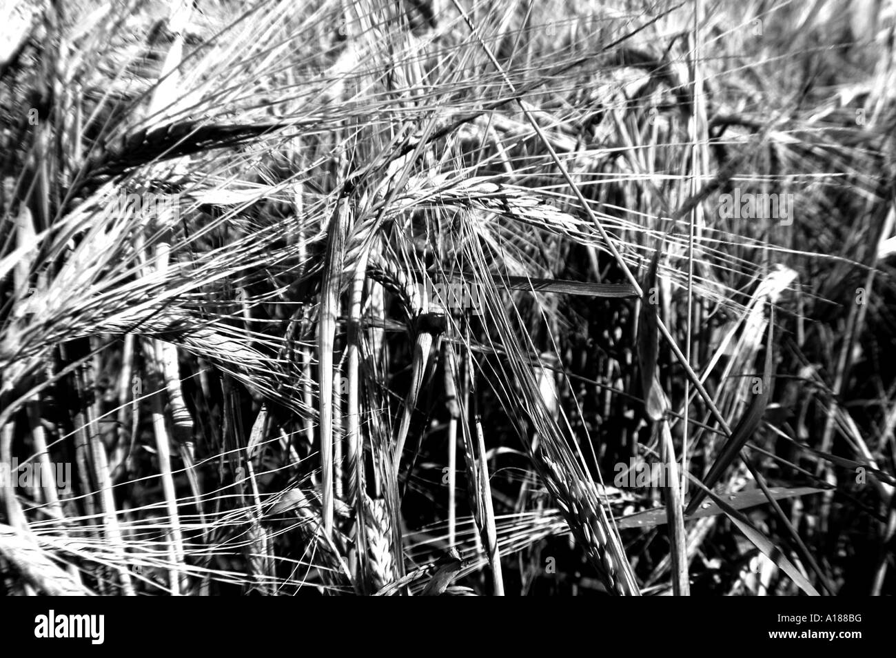 Close up by harvest Black and White Stock Photos & Images - Alamy