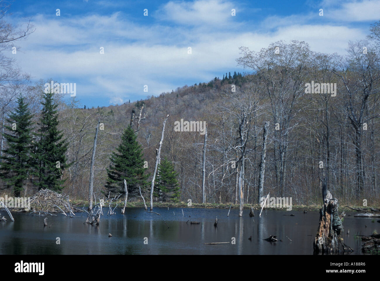 A beaver pond in the Green Mountains in southern Vermont Part of the ...