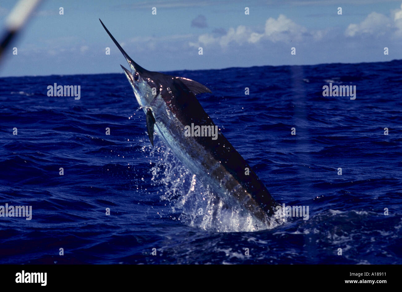 Animal liberation movement hi-res stock photography and images - Alamy