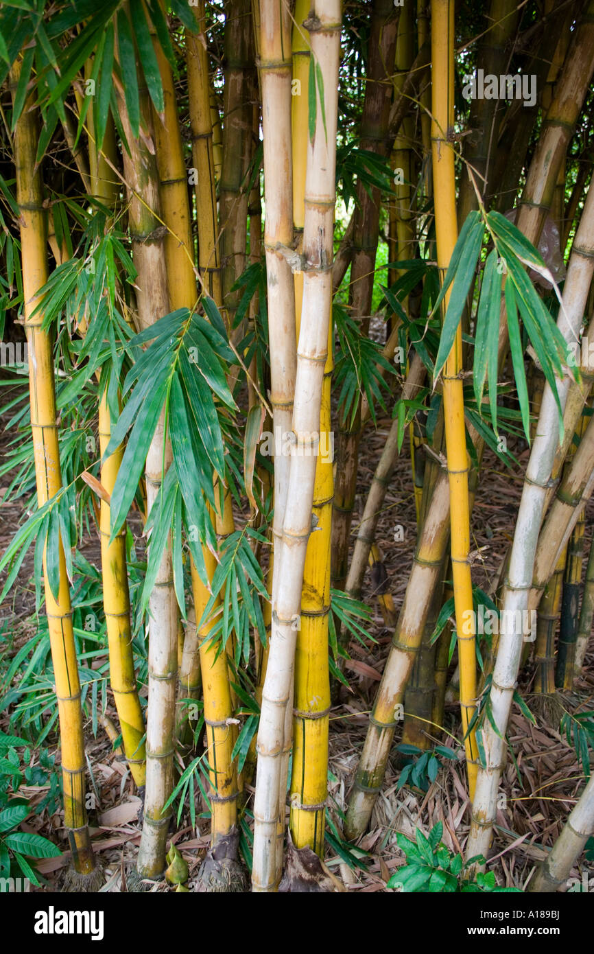 2007 Stand of Live Bamboo Trees Hanoi Vietnam Stock Photo - Alamy
