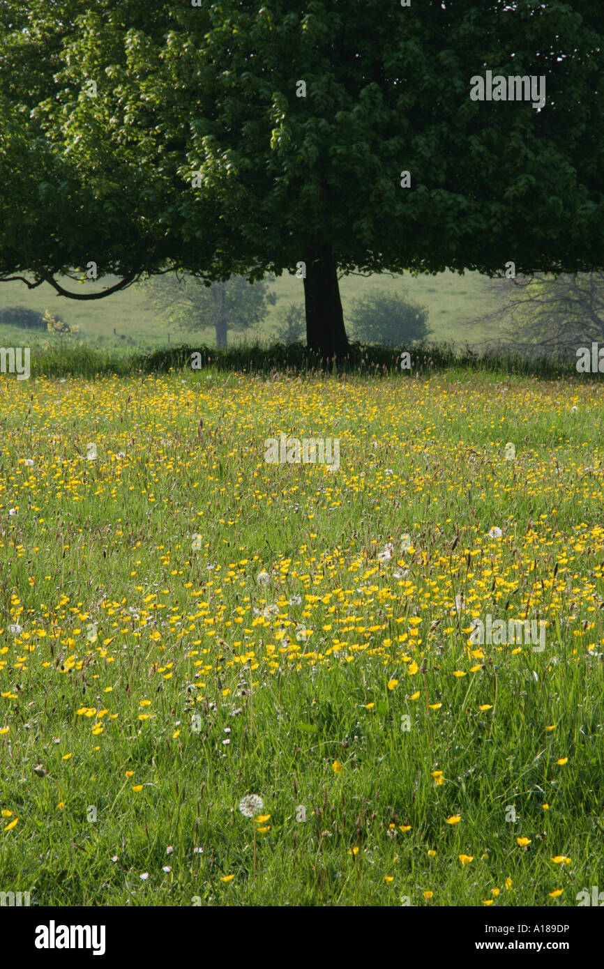 Portrait of tree with low hanging leaves in a summers meadow, England ...
