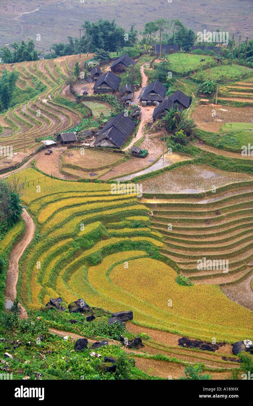Terraced Rice Paddies Sapa Vietnam Stock Photo - Alamy