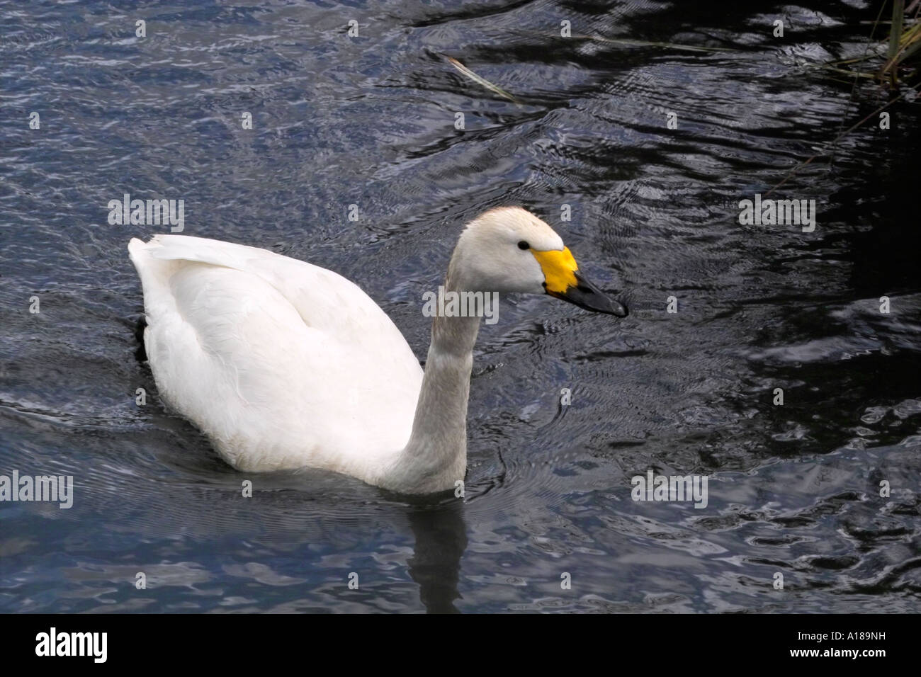Rare swan species hi-res stock photography and images - Alamy