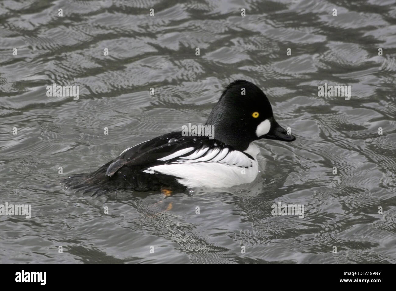 Piebald duck hi-res stock photography and images - Alamy