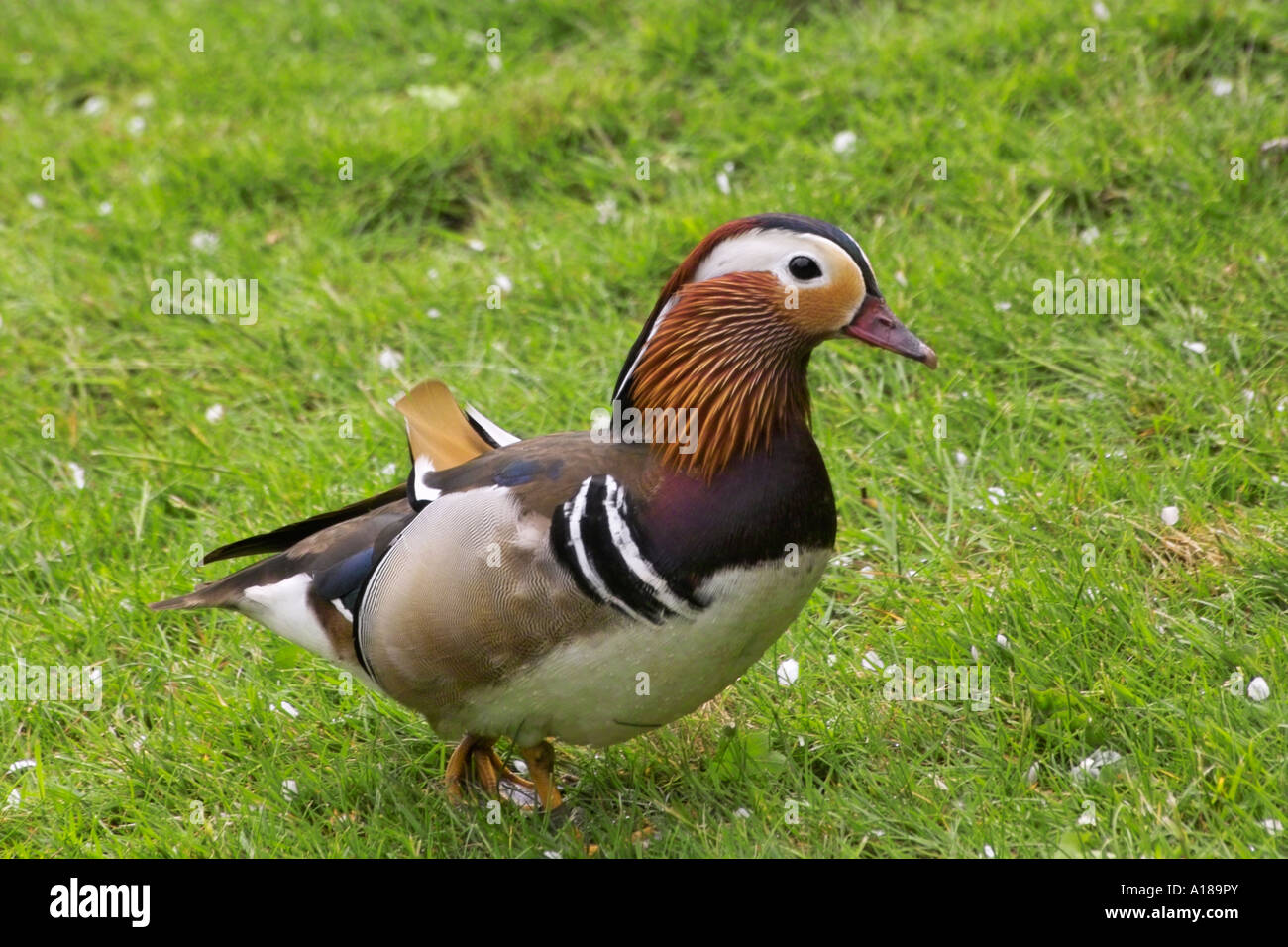 Mandarin drake hi-res stock photography and images - Alamy