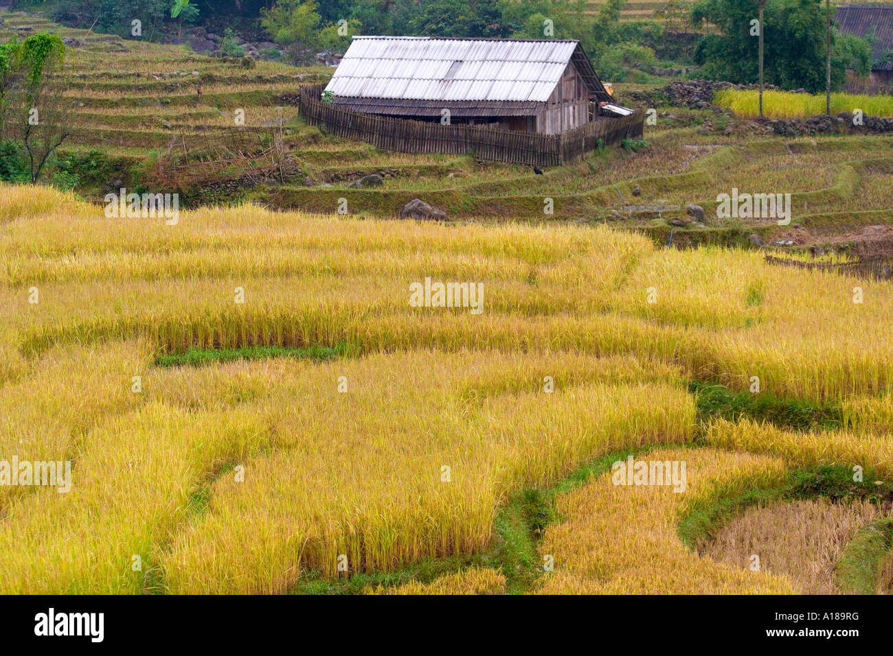 Hmong Terraced Rice Paddies Fields Sapa Vietnam Stock Photo - Alamy
