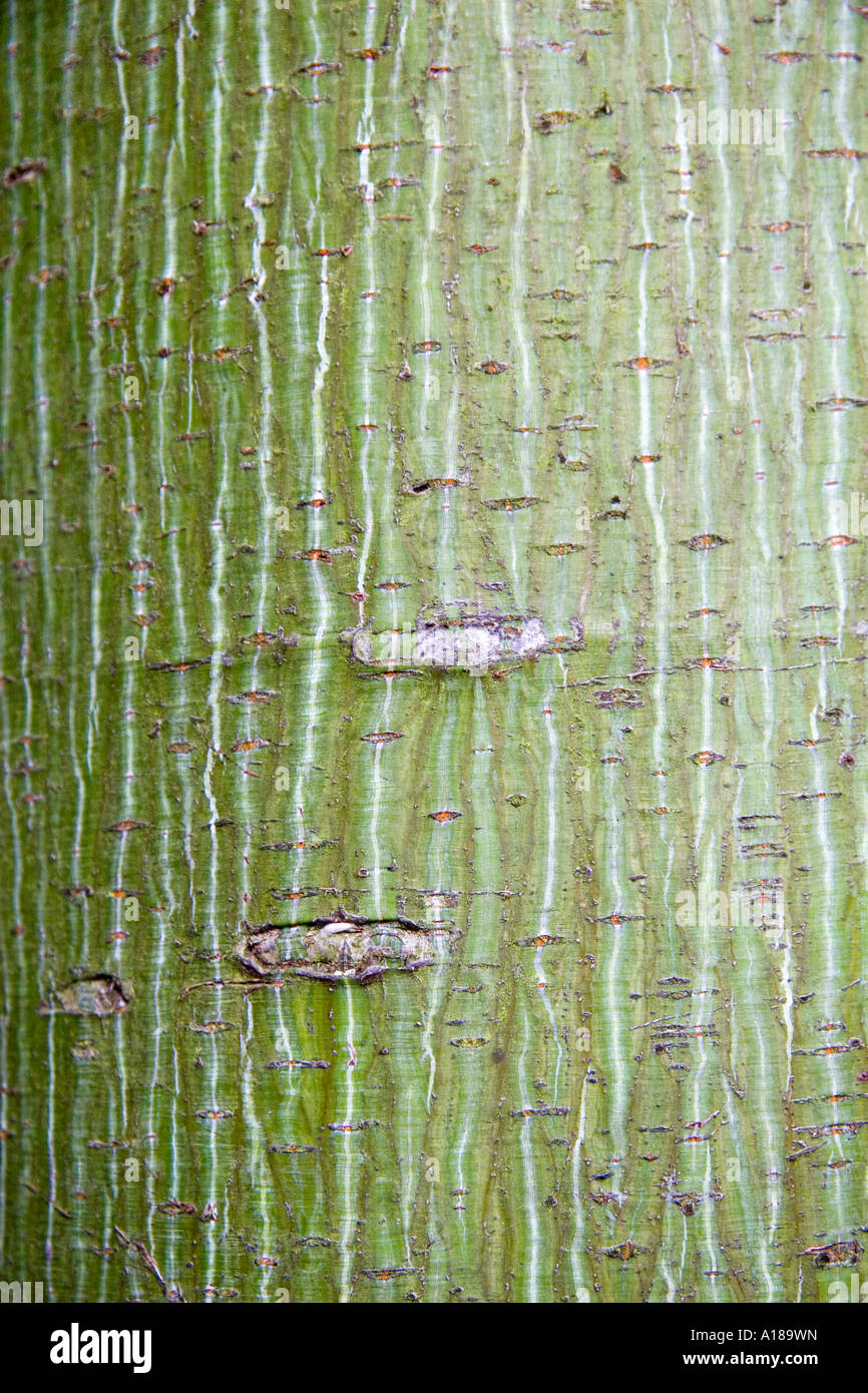 Acer bark winter hi-res stock photography and images - Alamy
