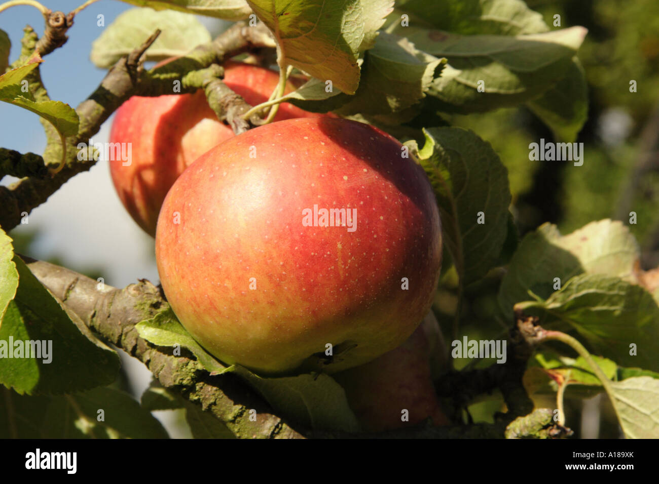 Pixie apple tree hi-res stock photography and images - Alamy