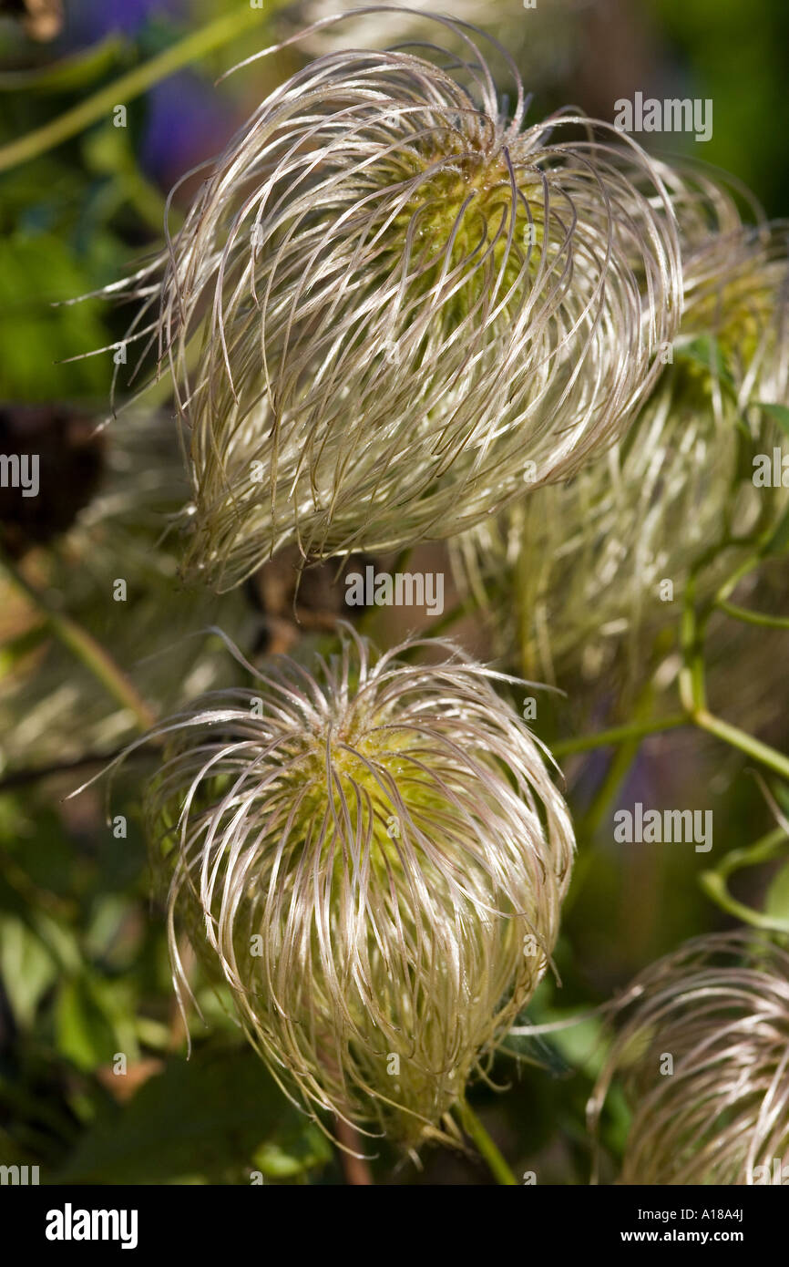 Clematis seed heads in Autumn Stock Photo - Alamy