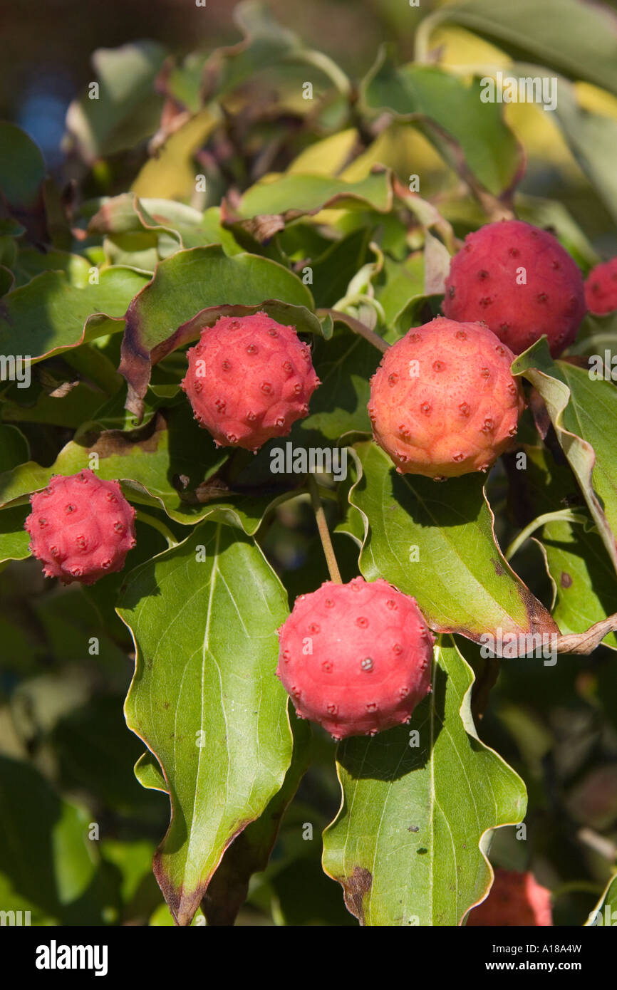 Cornus kousa fruits hi-res stock photography and images - Alamy