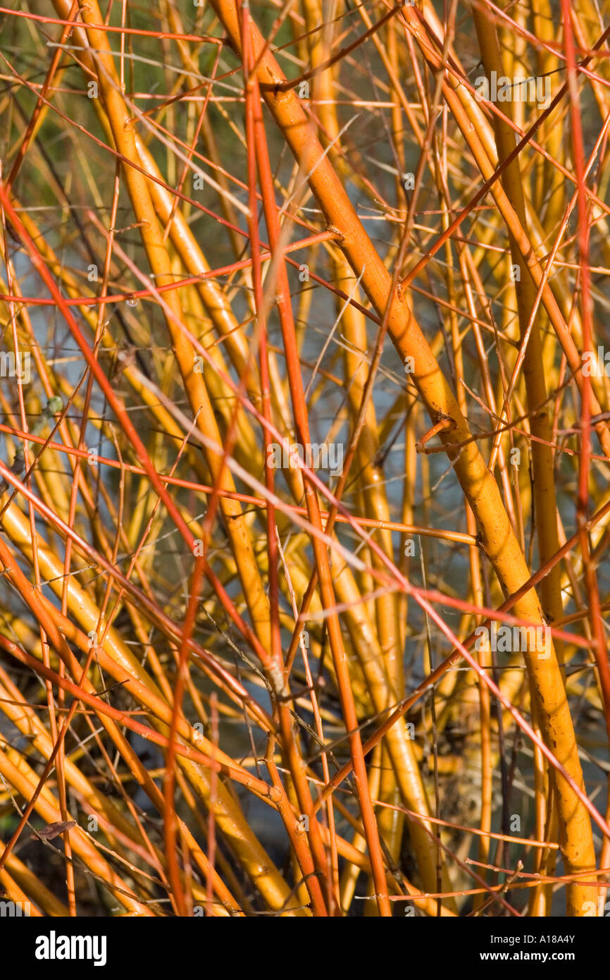 Cornus twigs in Winter Stock Photo - Alamy