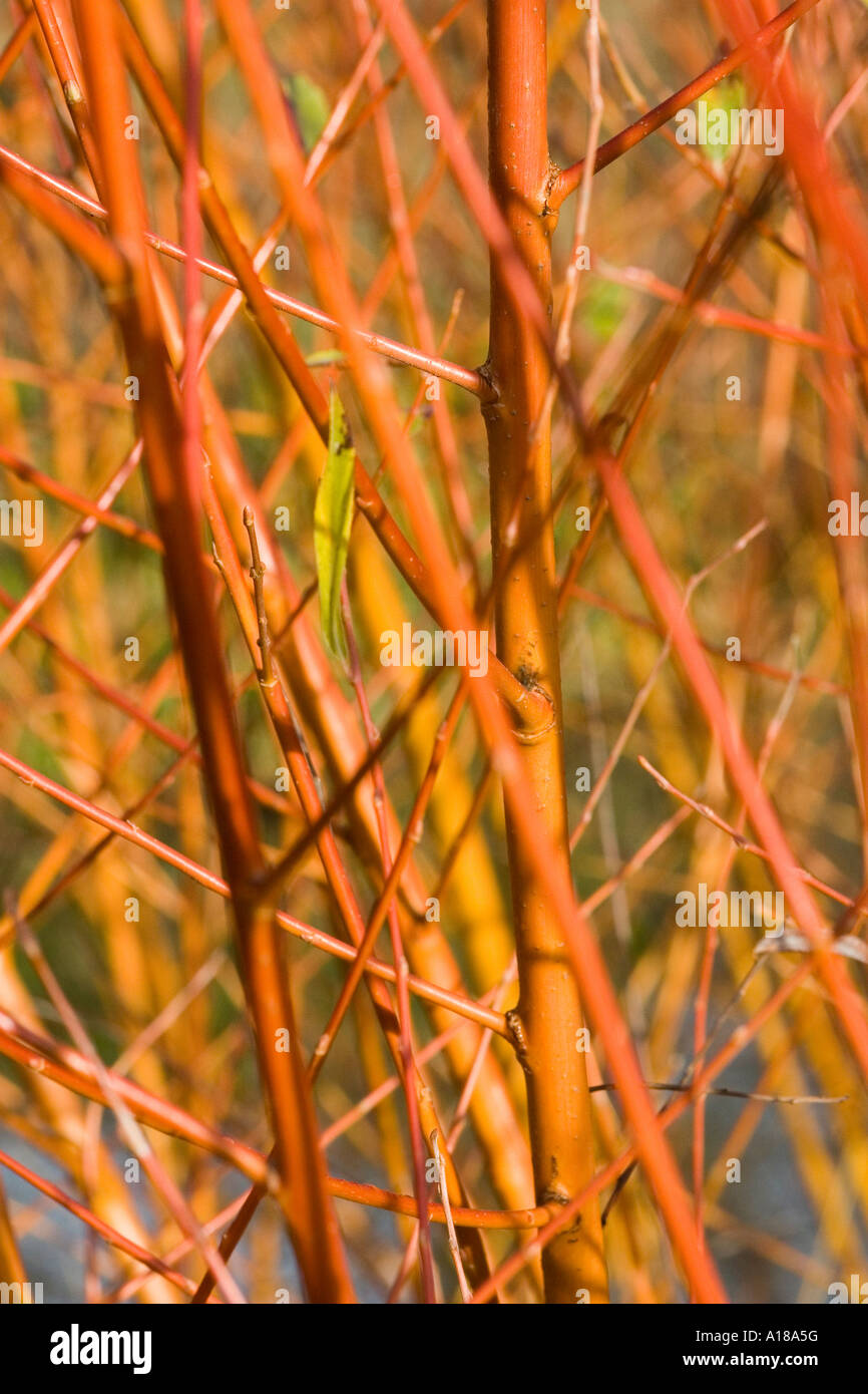 Cornus twigs in Winter Stock Photo - Alamy
